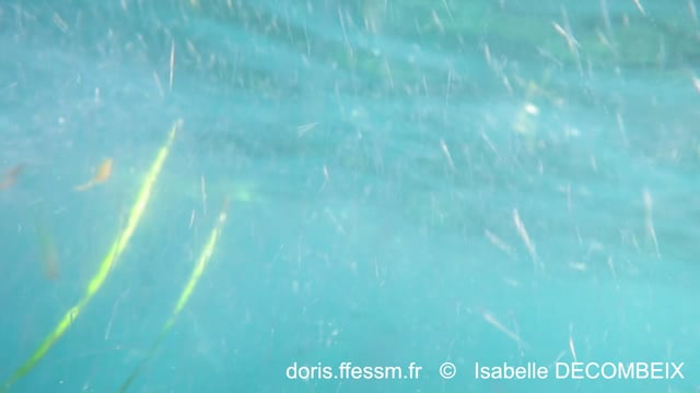 Creseis acicula | DORIS