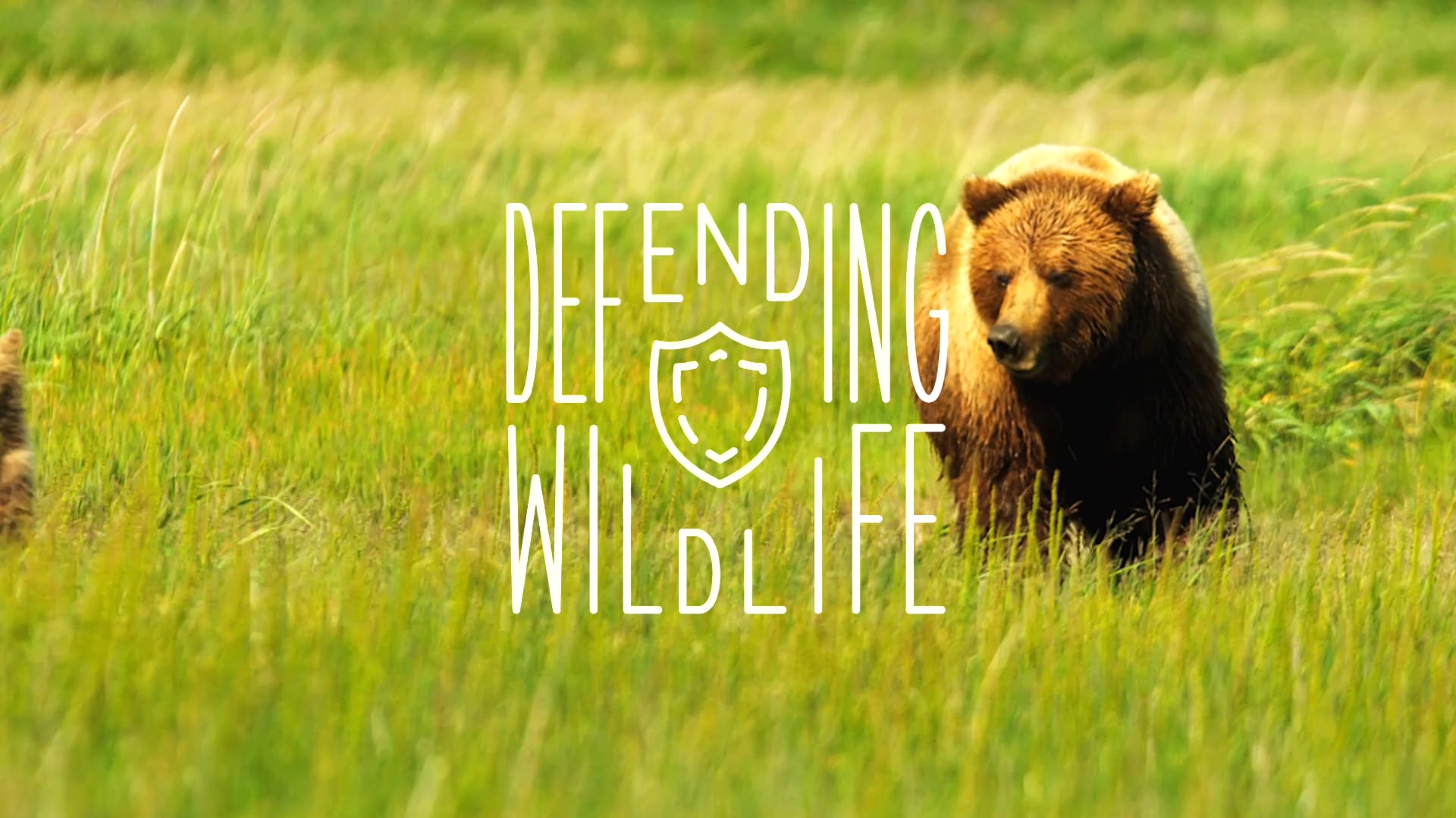 Defending Wildlife on Vimeo