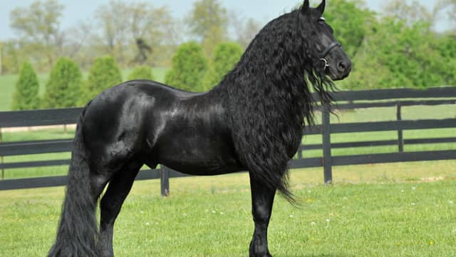 Friesian Stallion "The Magnificent Gladiator" on Vimeo