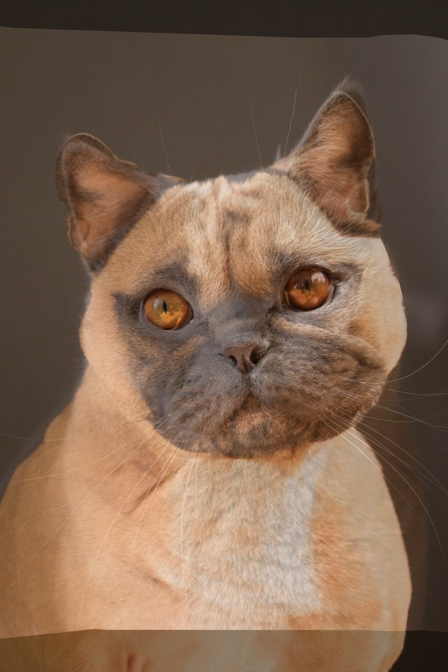 Morph Age - Cat to Dog Morphing on Vimeo