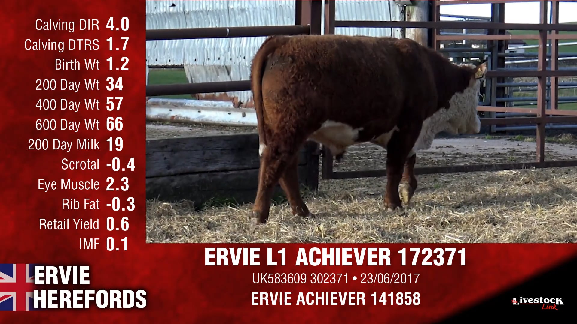 Ervie Herefords - 172371 on Vimeo