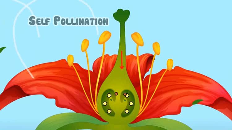 Self Pollination Diagram