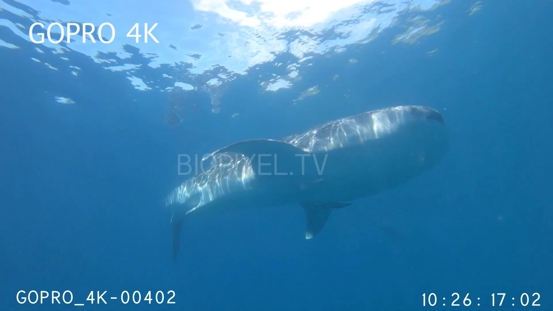 Endangered Species - Whale sharks swimming on surface 4K on Vimeo