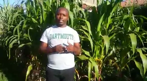Mconnect Harvest Solution-Joshua Kirui on Vimeo