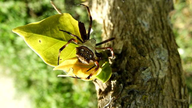 Insect Spider Nature - Free video on Pixabay