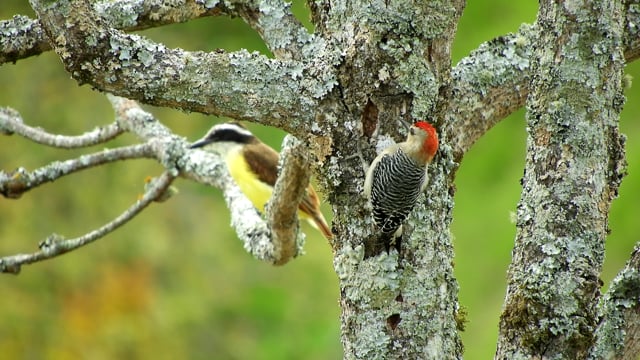 Landscape Birds Carpenter - Free video on Pixabay