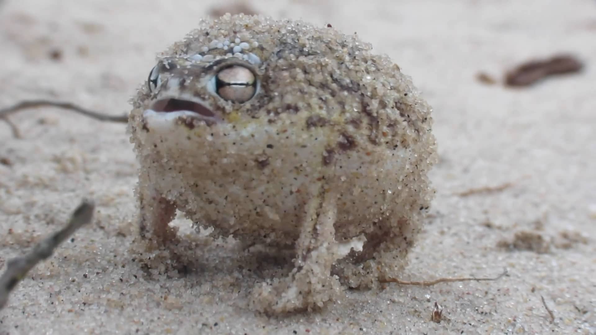 Listen to a Desert Rain Frog on Vimeo