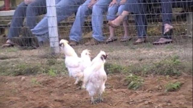 Chicken Chase 2010 on Vimeo
