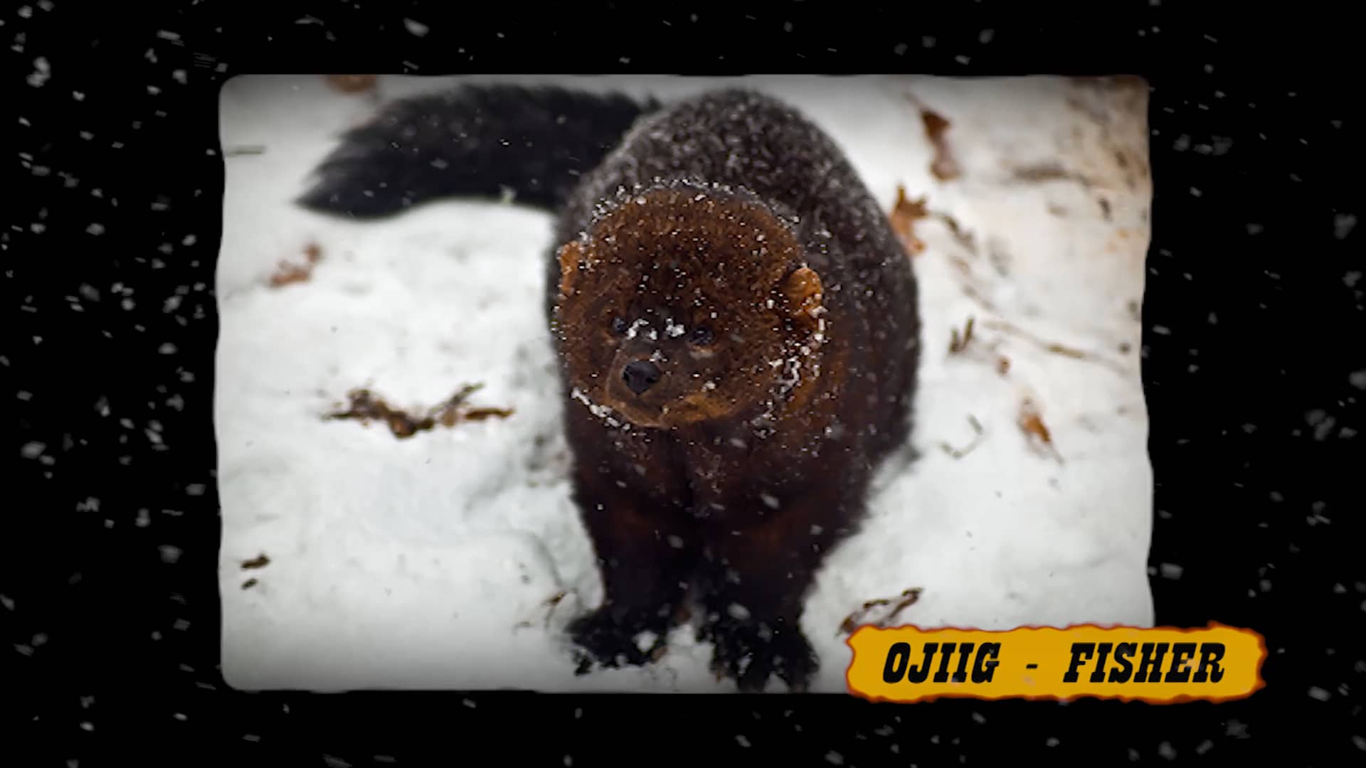 Ojiig (Fisher) - The Ojibwe Big Dipper on Vimeo