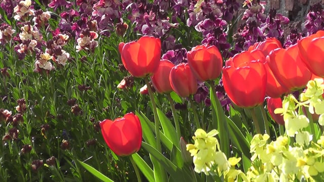 100+ Free Tulip & Nature Videos, HD & 4K Clips - Pixabay