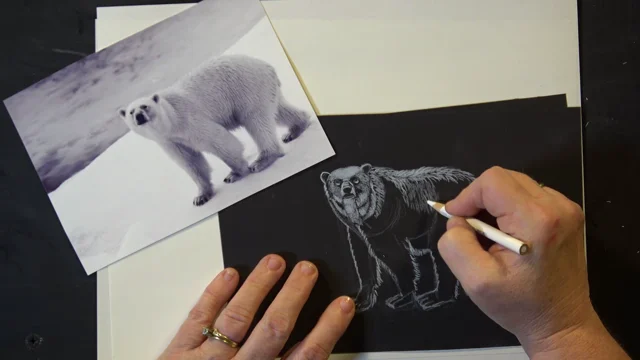 Bear Drawings In Pencil