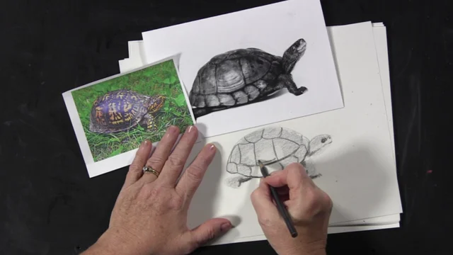 Box Turtle Pencil Drawing