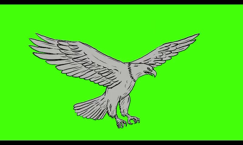 Bald Eagle Flying 2D Animation on Vimeo