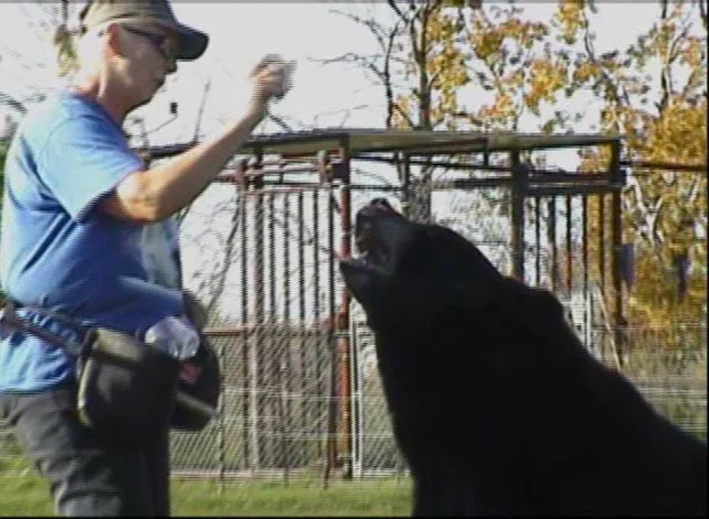 Farmers Insurance Commercial Bear