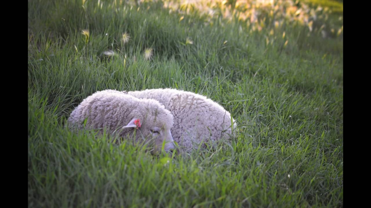 The_Sheep_of_Bear_Creek_1080p on Vimeo