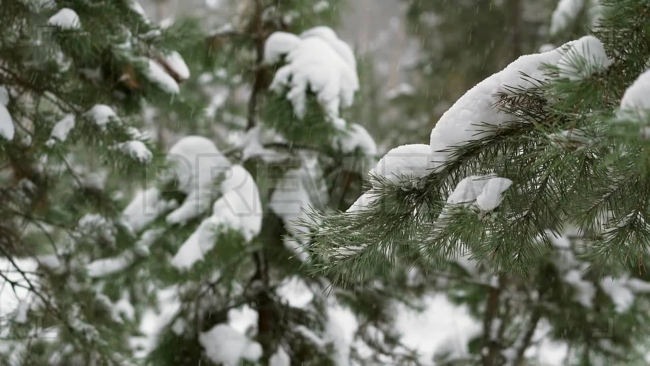 Snow Falling On Pine Trees Stock Video on Vimeo