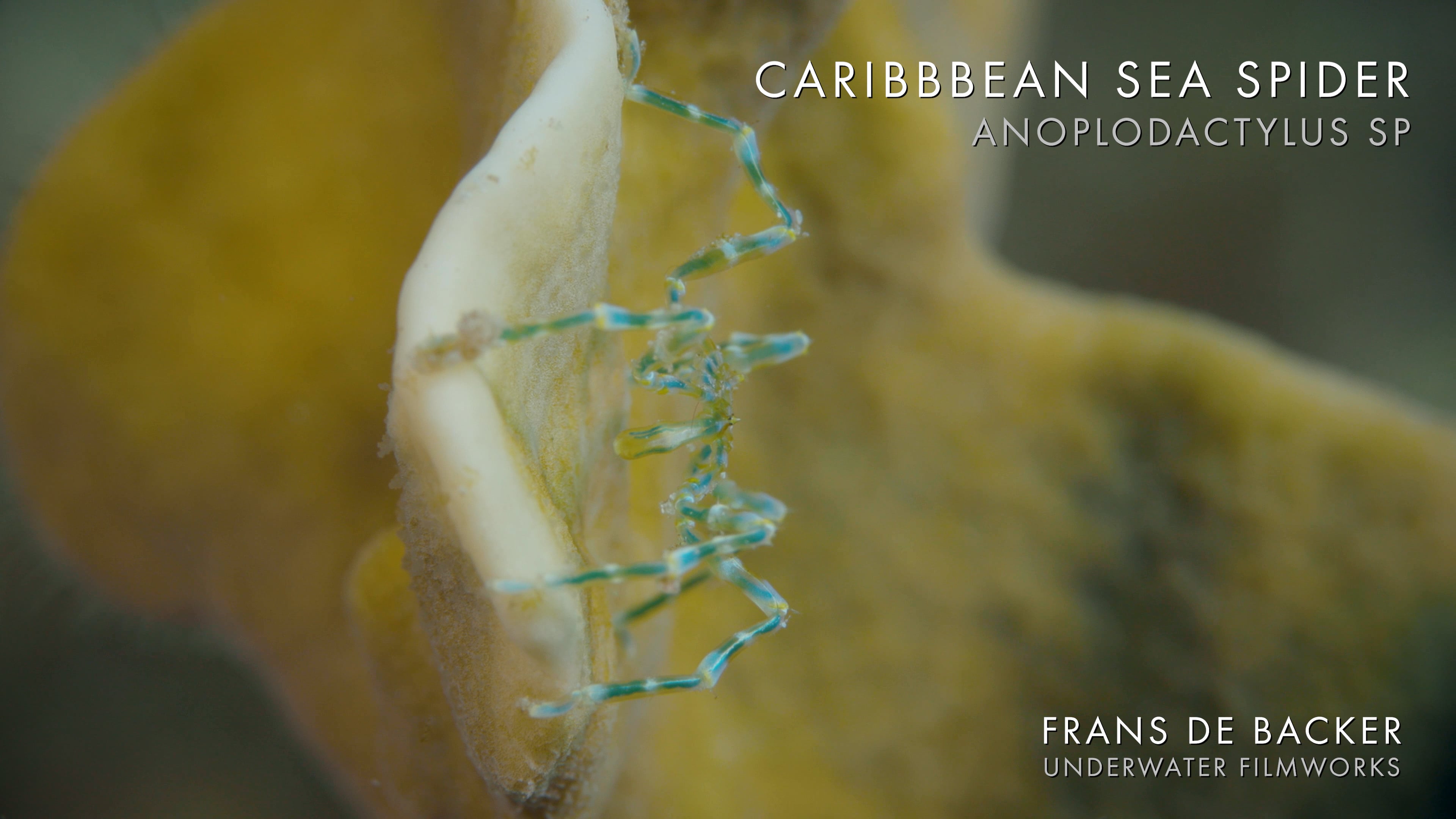 Caribbean Sea Spider 4K, Grand Cayman, Cayman Islands on Vimeo