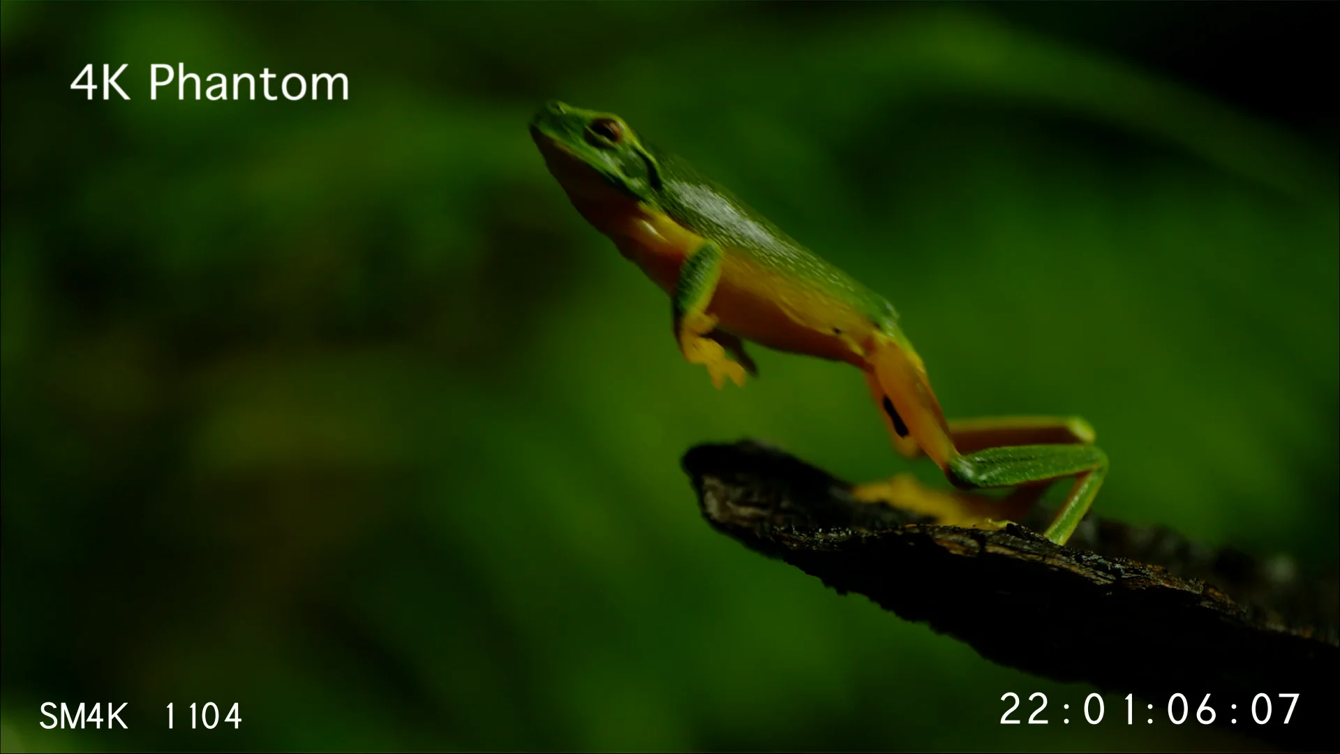 4K Amphibians - Green tree frog jumping slow motion 1000 frames per ...