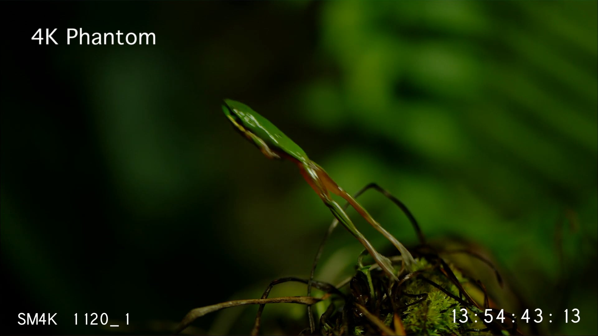 4K Amphibians - Northern dwarf tree frog jumping slow motion 1000 ...