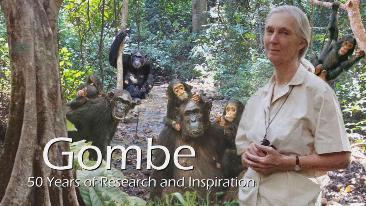 Gombe: 50 Years of Research and Inspiration on Vimeo