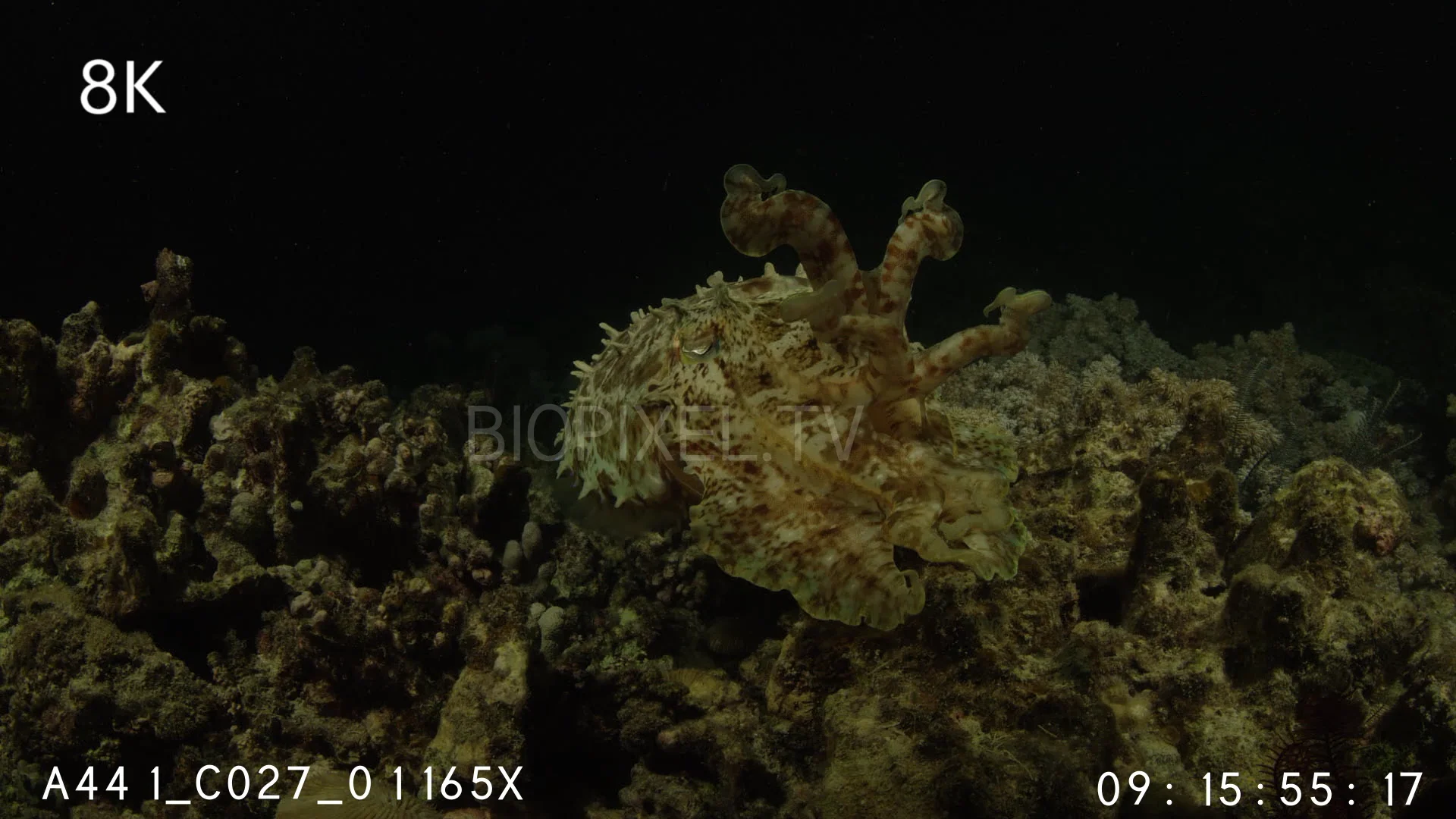 Cuttlefish - Broadclub cuttlefish at night 8K on Vimeo