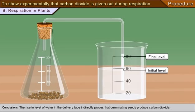 To show experimentally that carbon dioxide is given out during ...