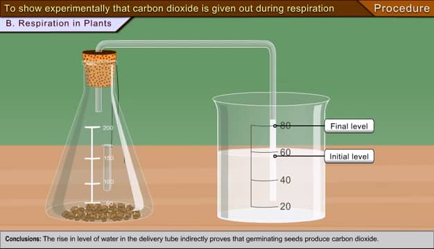 To show experimentally that carbon dioxide is given out during ...