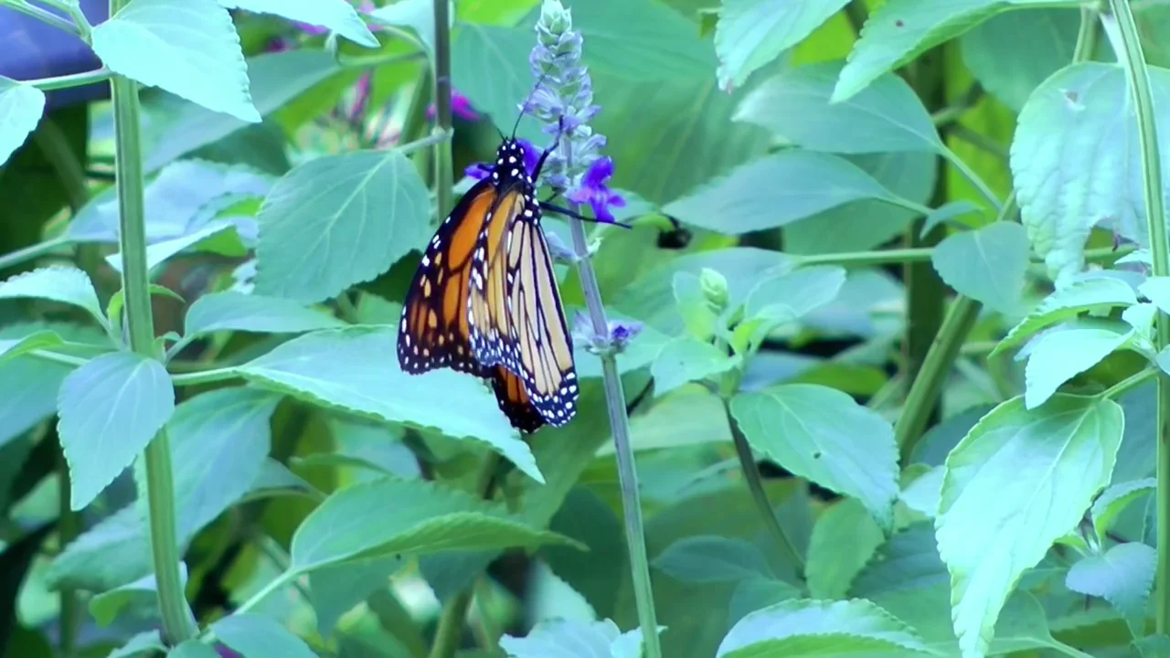 Monarch Butterfly Metamorphosis Time Lapse Fyv 1080 Hd On Vimeo