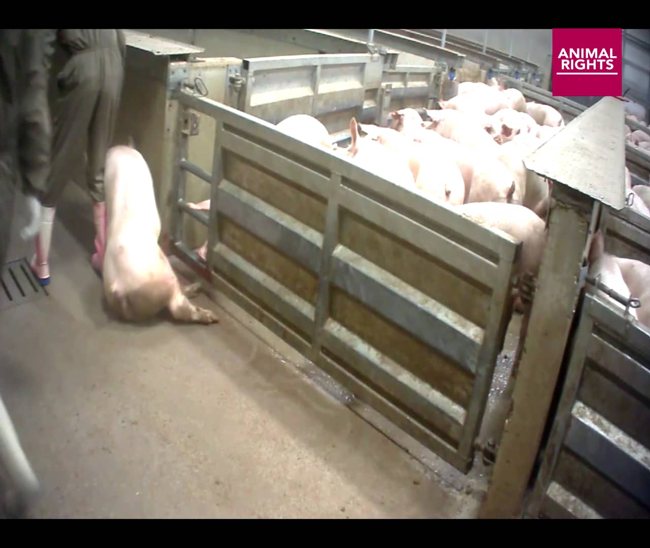 Grove dierenmishandeling in slachthuis Tielt on Vimeo