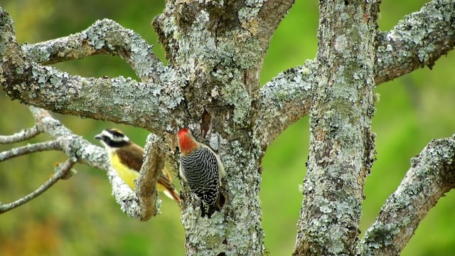 Birds Tree - Free video on Pixabay