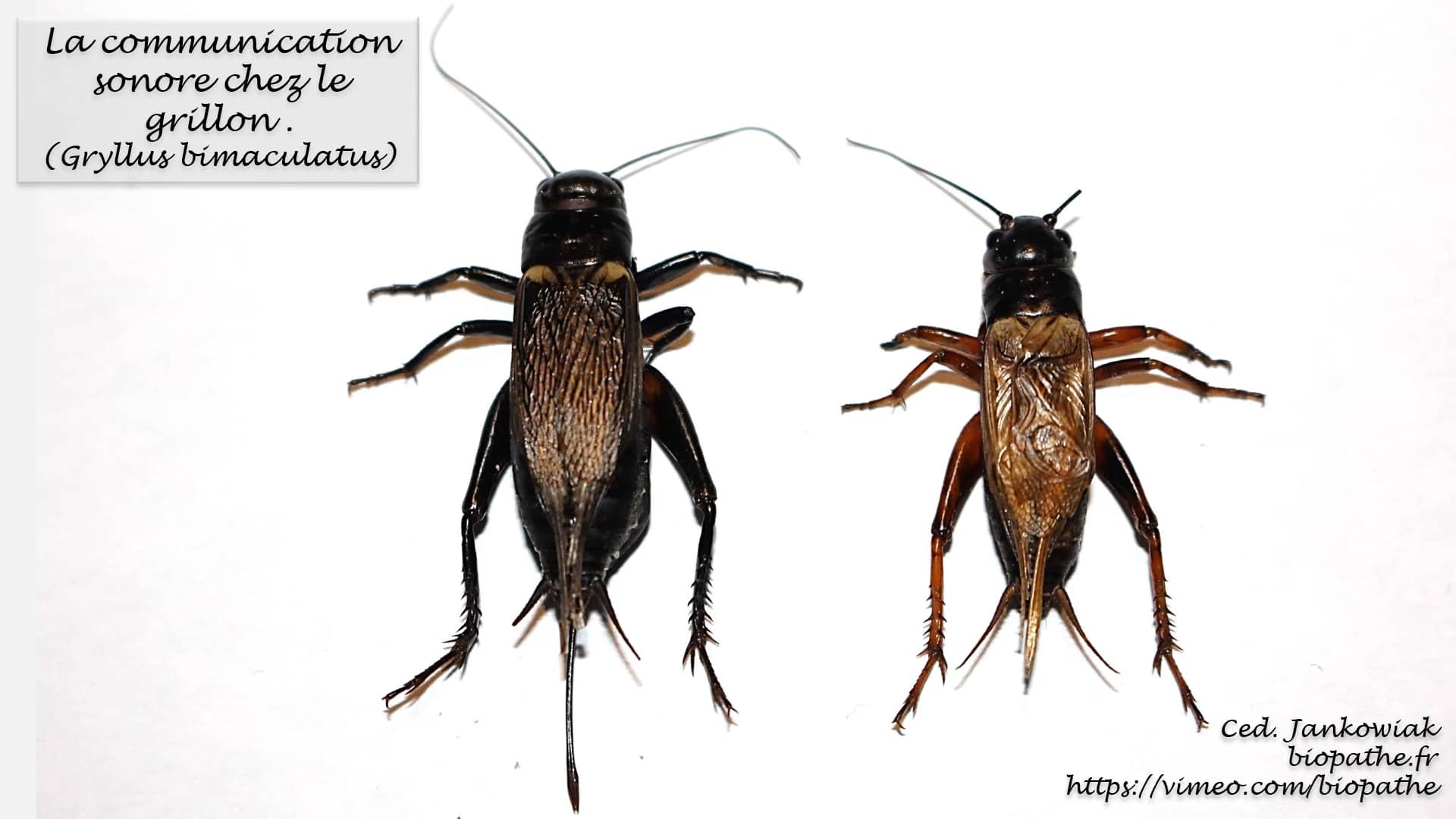 La communication sonore chez le grillon provençale (gryllus bimaculatus ...