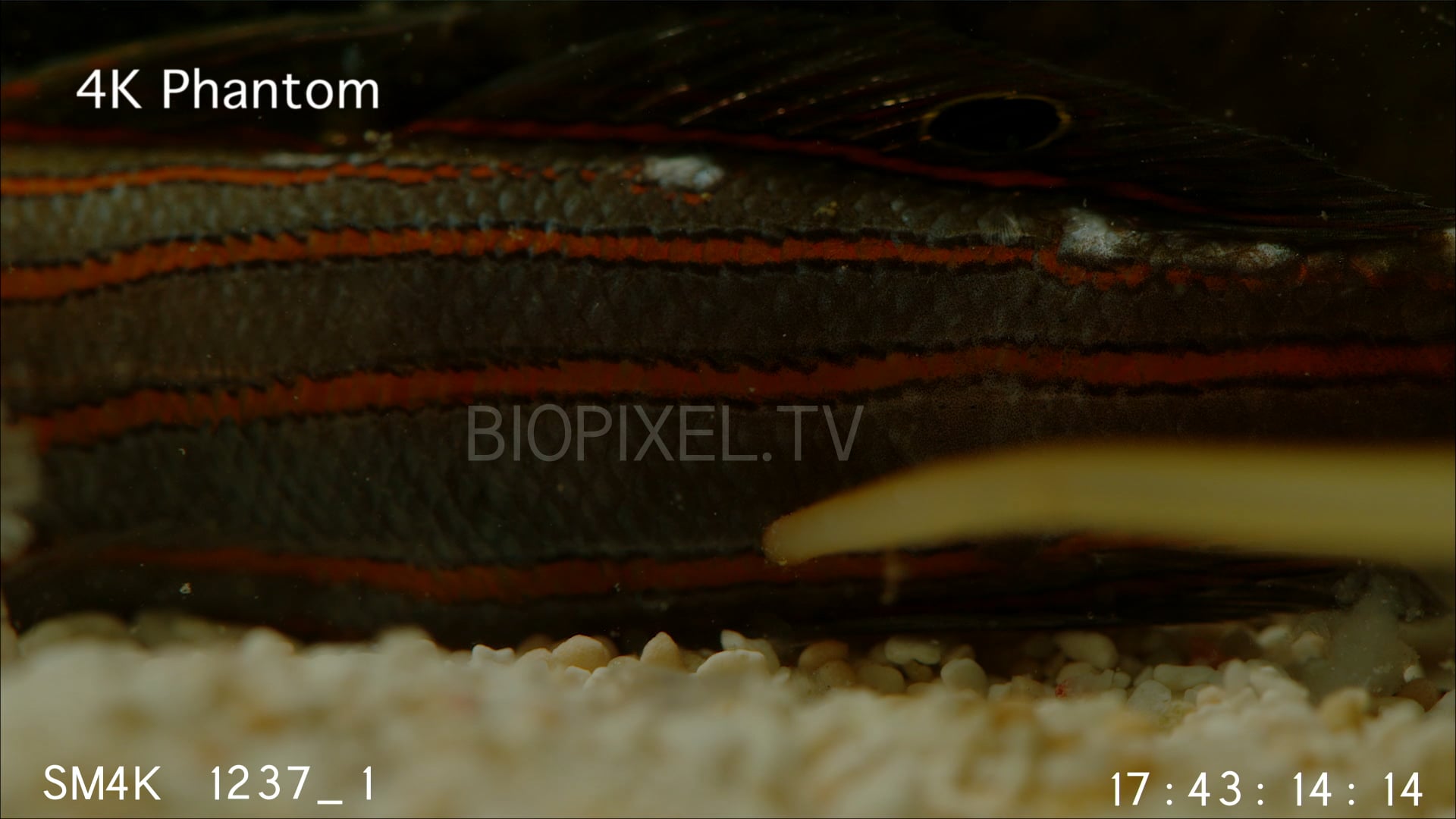 Venomous Animals - Striatus cone shell eating fish close up slow motion ...