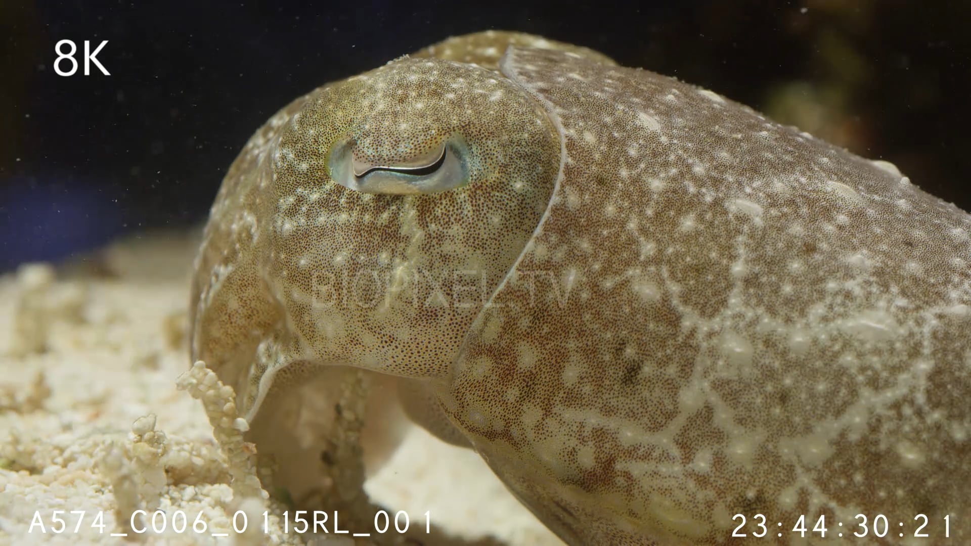 Camouflage - Broadclub cuttlefish colour changes 8K on Vimeo