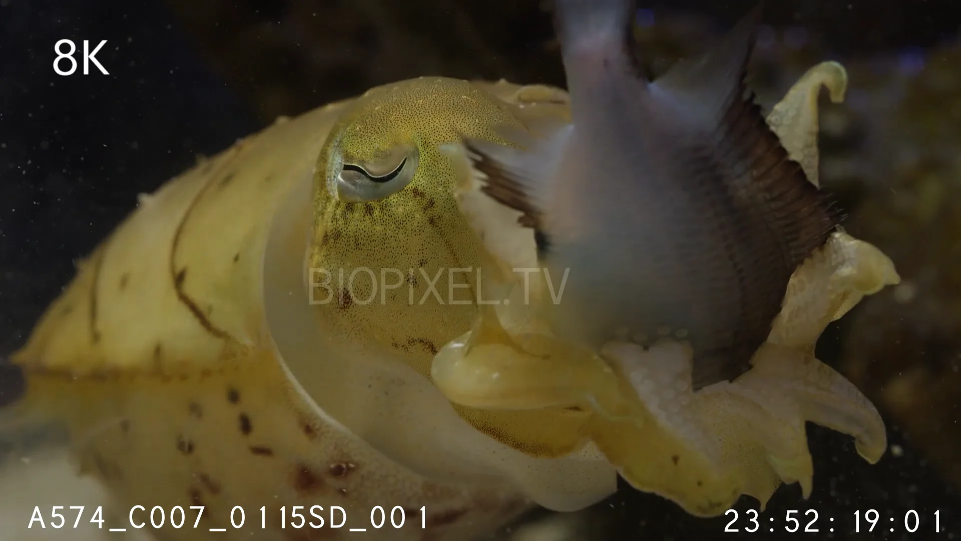 Cuttlefish - Broadclub cuttlefish feeding on fish 8K on Vimeo