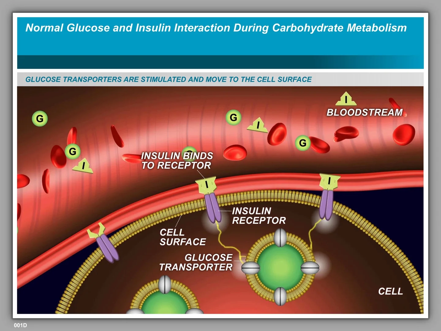 Visual Strategy: The Science Behind Type II Diabetes on Vimeo
