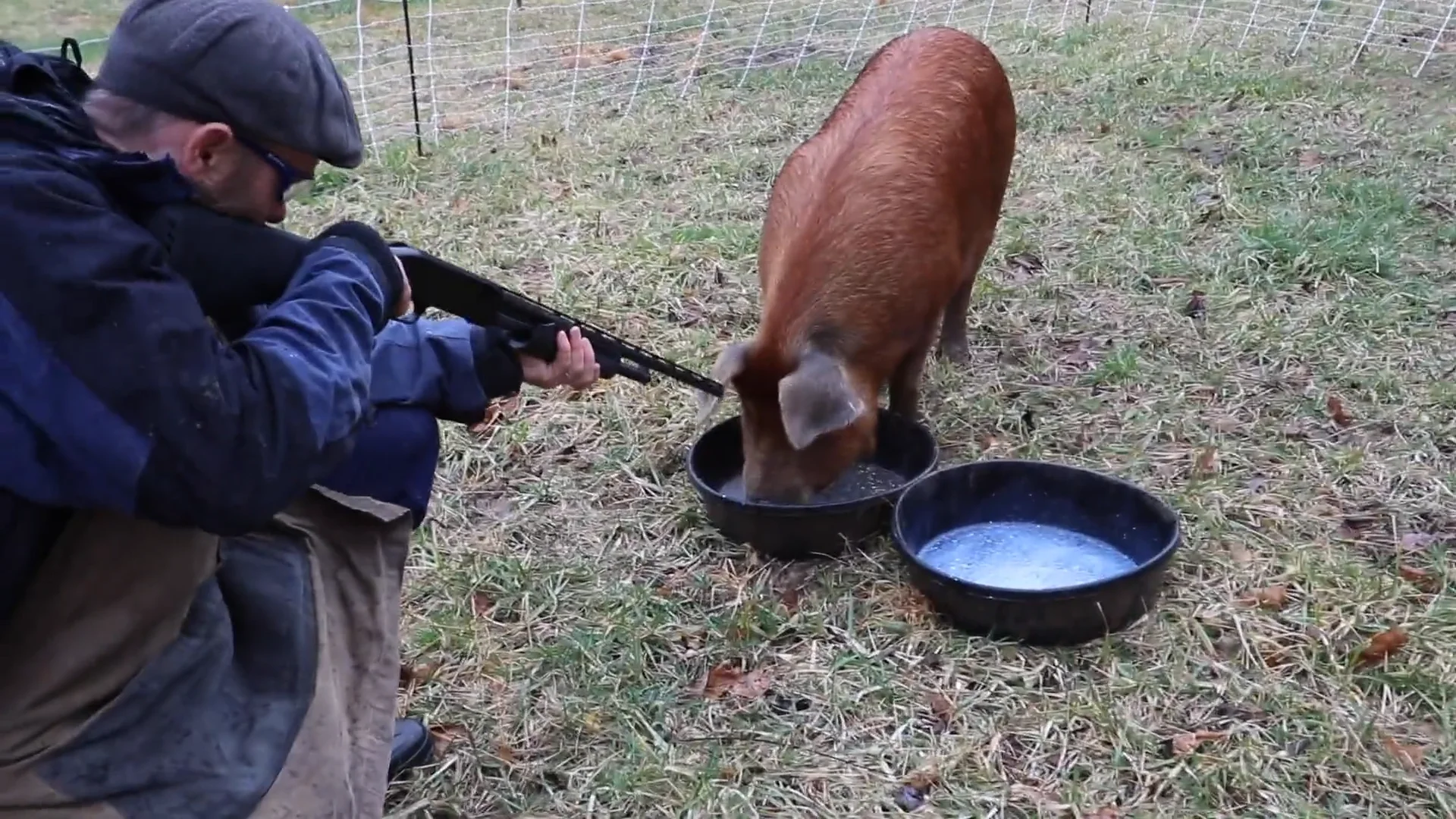 The Art of Pig Butchery ~ Chapter 2: How to Kill + Bleed a Pig on Vimeo