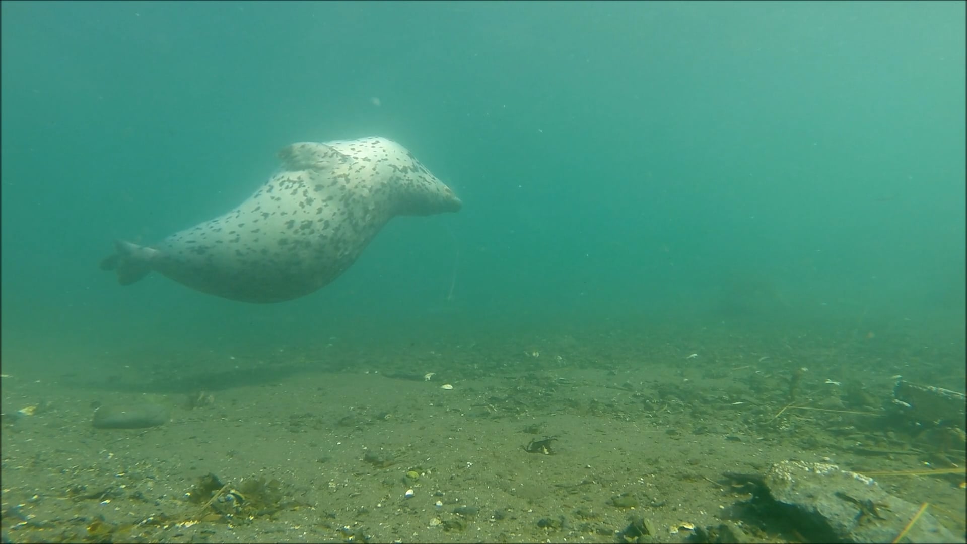 Harbor Seal Underwater Behavior sounds and front flipper flapping on Vimeo