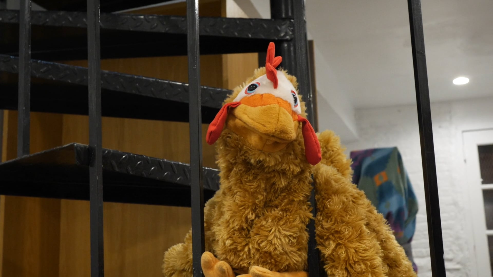 Friends With Hens on Vimeo