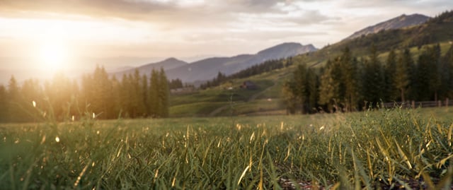 The Olive Shoot - Occupational Therapy