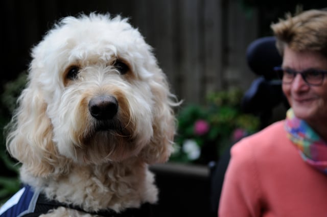 Service Dog on Vimeo