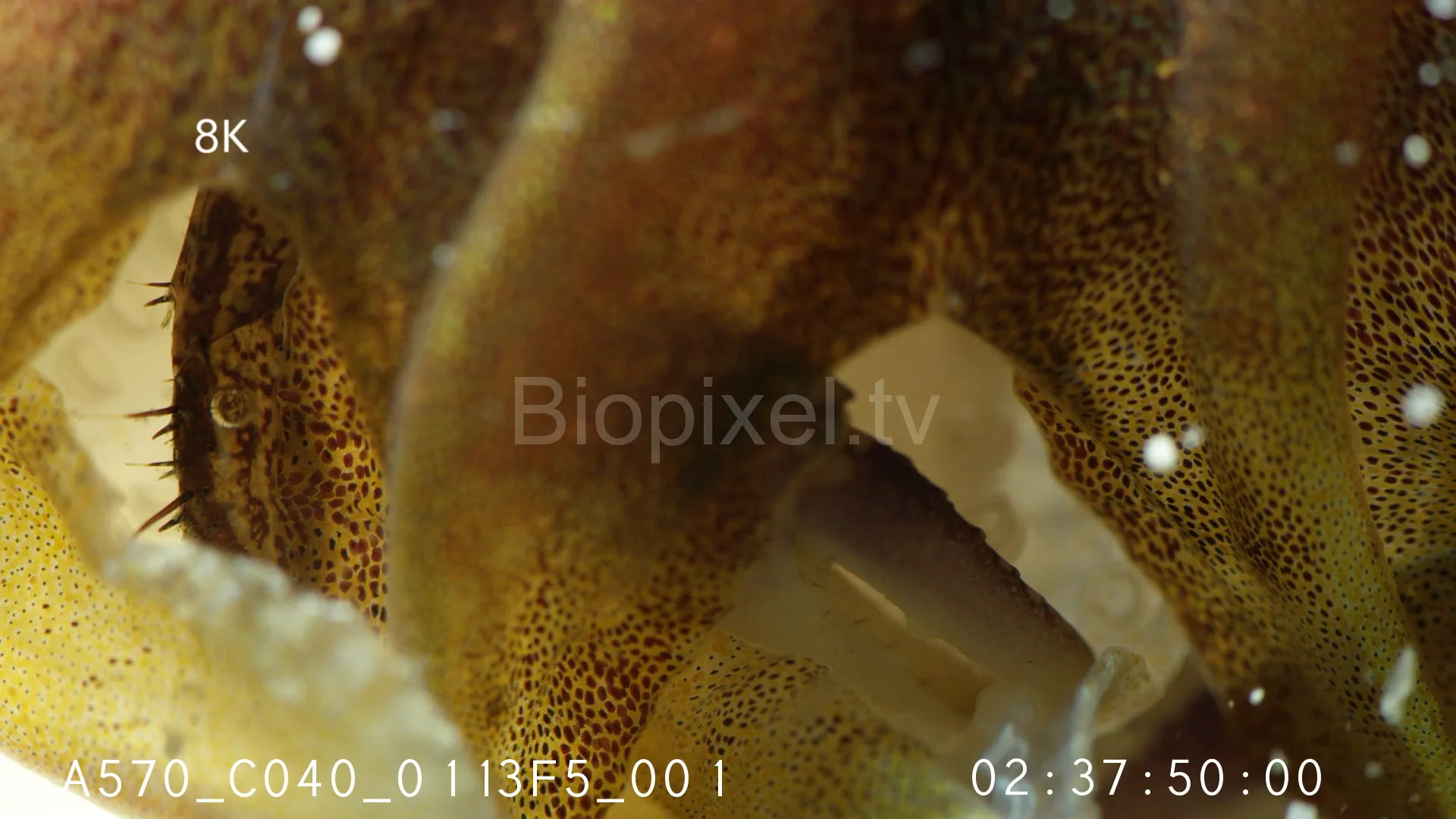 Cuttlefish - Broadclub cuttlefish feeding on crab 8K on Vimeo