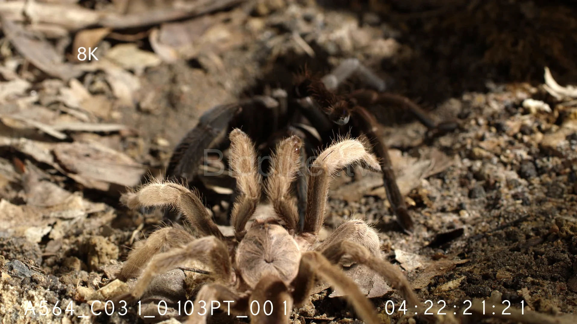Reproduction - Australian tarantula spiders mating 1 8K on Vimeo