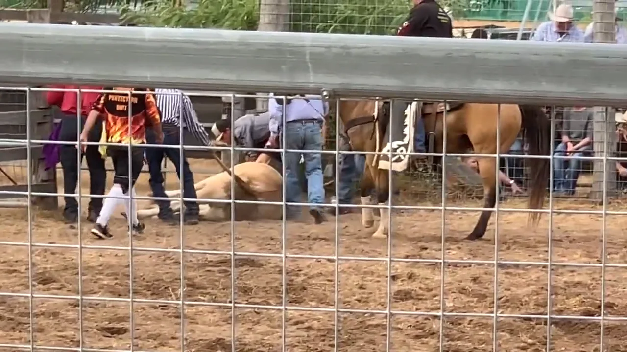 Steer death at Millmerran Rodeo, March 02, 2019