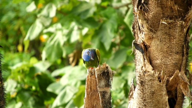 Nature Macro Bird - Free video on Pixabay