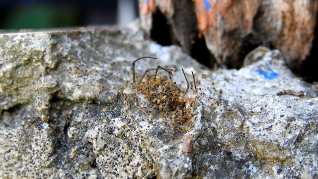 Macro, Insects, Work. Free Stock Video - Pixabay