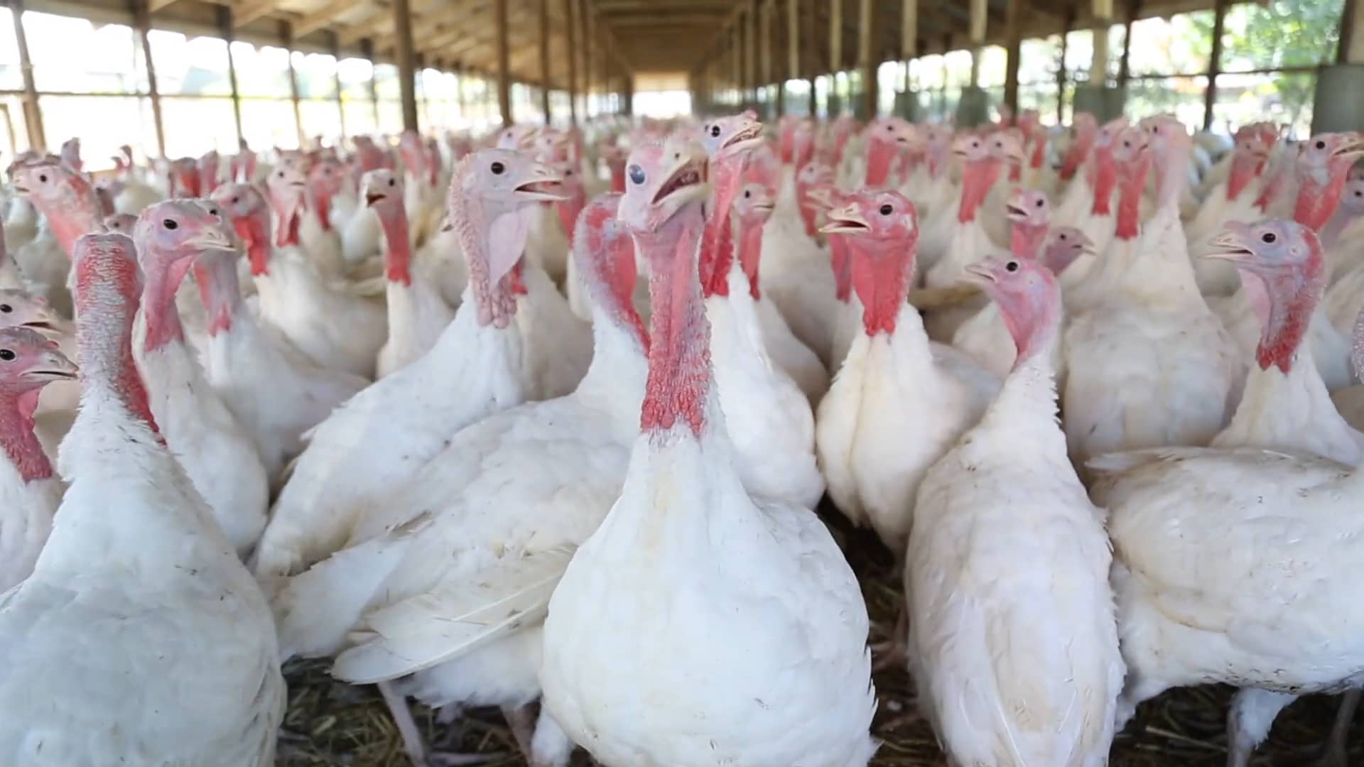 Jaindl - Jaindl Farms on Vimeo