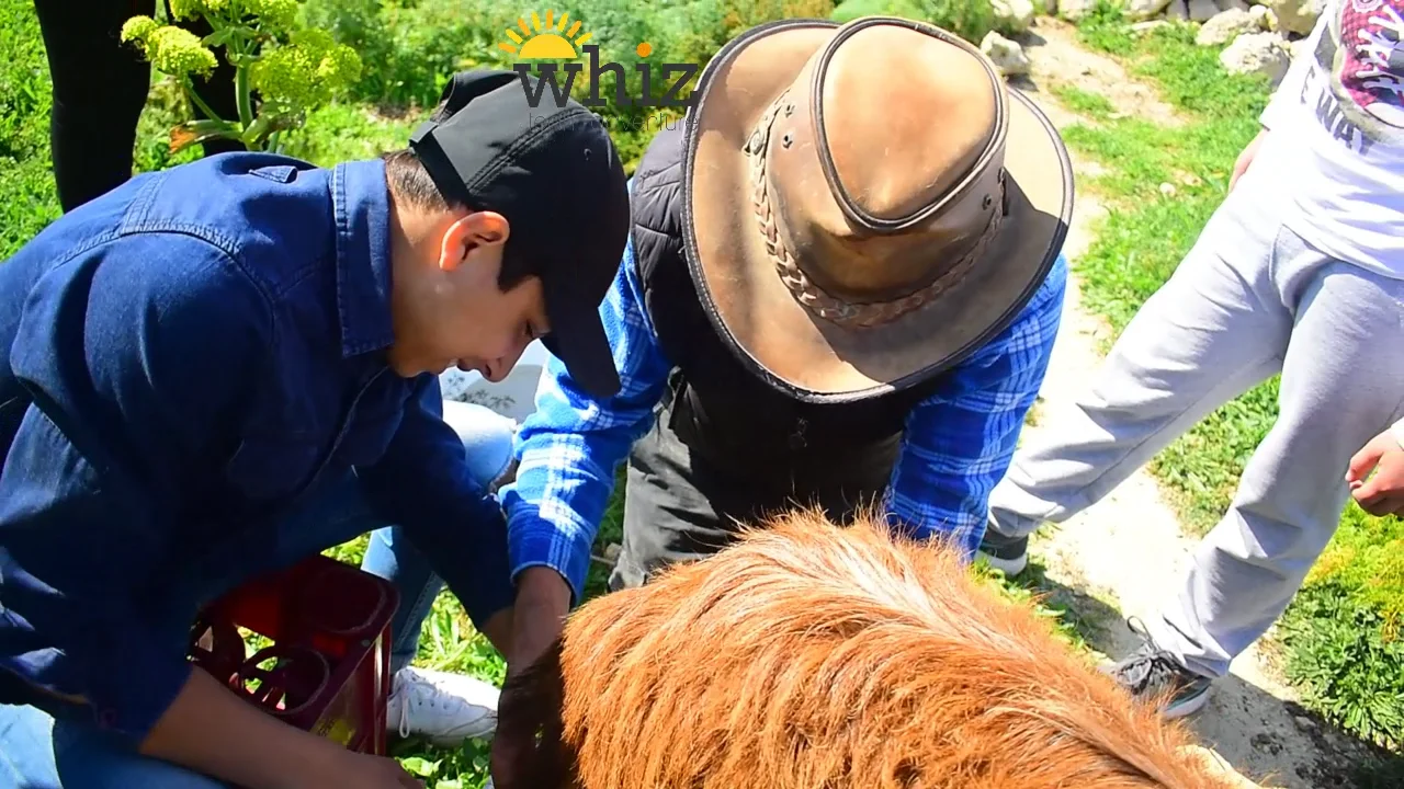 Gozo horse riding & goat milking on Vimeo