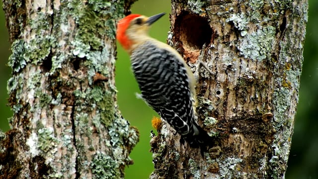 Woodpecker, Great Spotted Woodpecker, Great Spotted. Free Stock Video ...