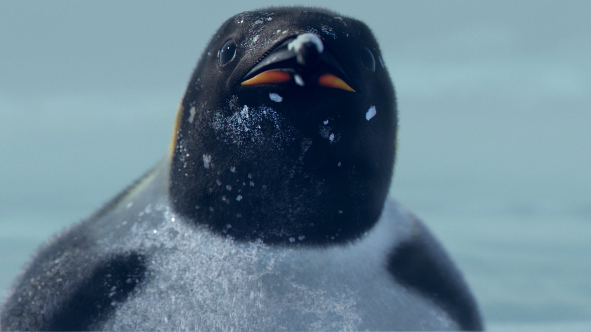 Bupa - Members First on Vimeo