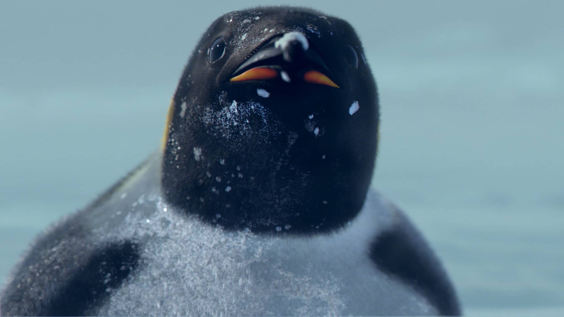 Bupa - Members First on Vimeo